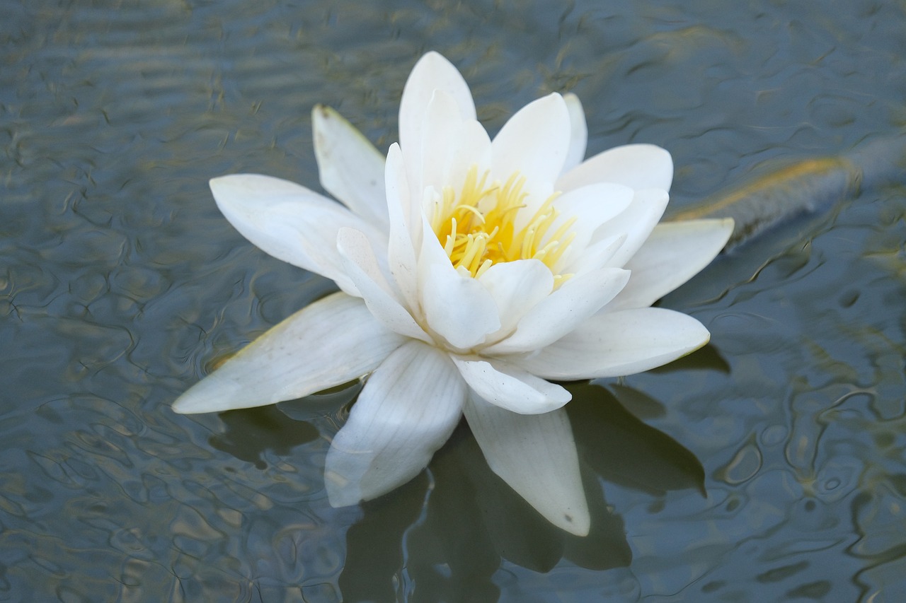 Descoperă frumusețea unică a Deltei Dunării: Peisaje spectaculoase și ...